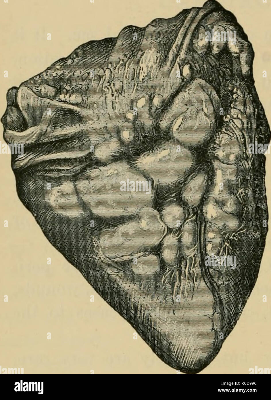 . Diseases of cattle, sheep, goats and swine. Veterinary medicine. 376 ...