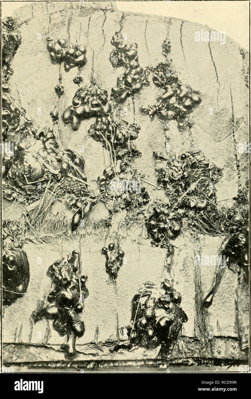 William nowell hi-res stock photography and images - Alamy