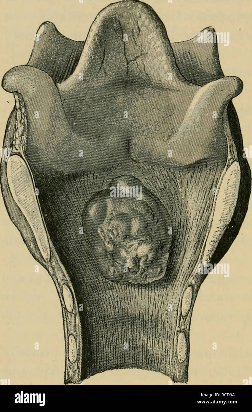 . Diseases of cattle, sheep, goats and swine. Veterinary medicine. 330 ...
