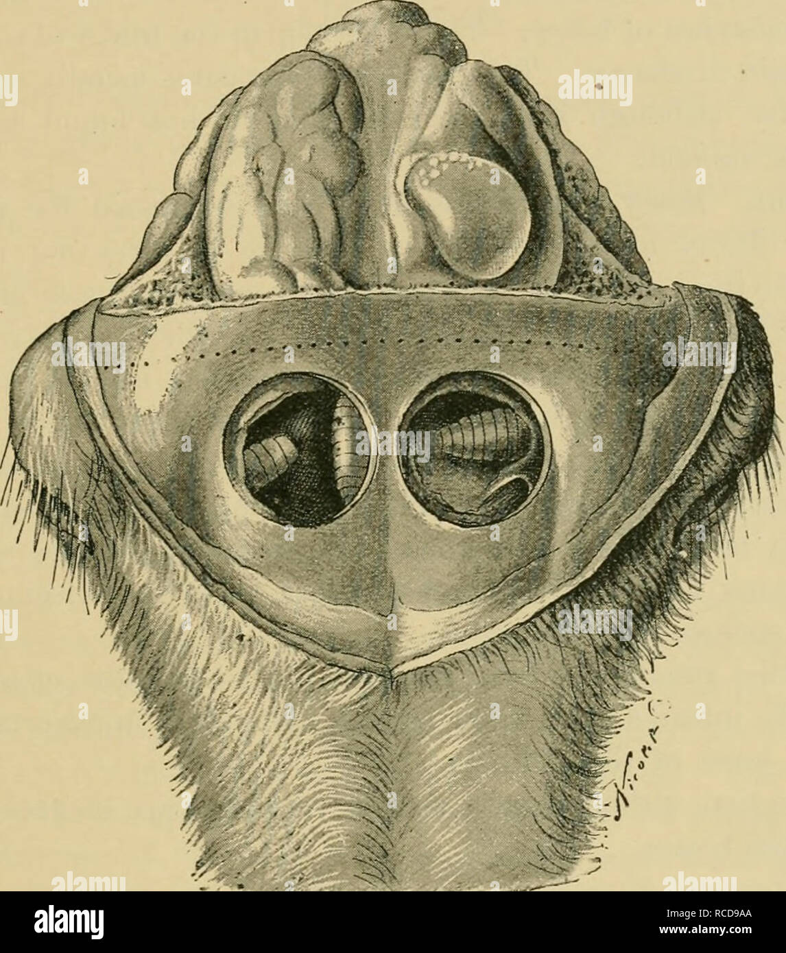 Lift the front legs hi-res stock photography and images - Alamy