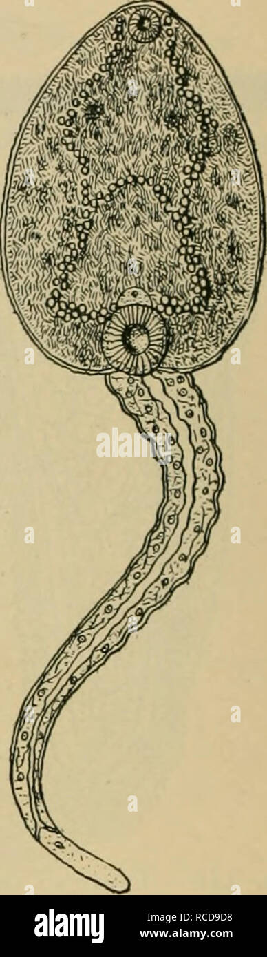 . Diseases of cattle, sheep, goats and swine. Veterinary medicine. Fig ...