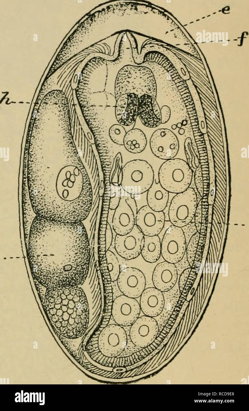 Liver fluke egg hi-res stock photography and images - Alamy
