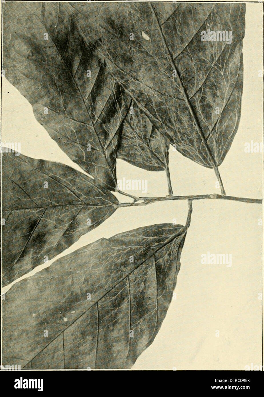 William nowell hi-res stock photography and images - Alamy