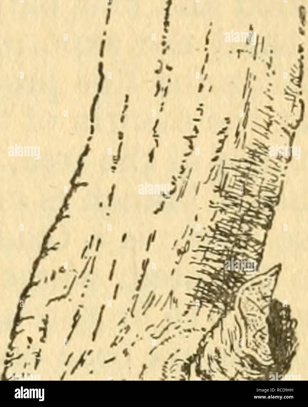 William nowell hi-res stock photography and images - Alamy