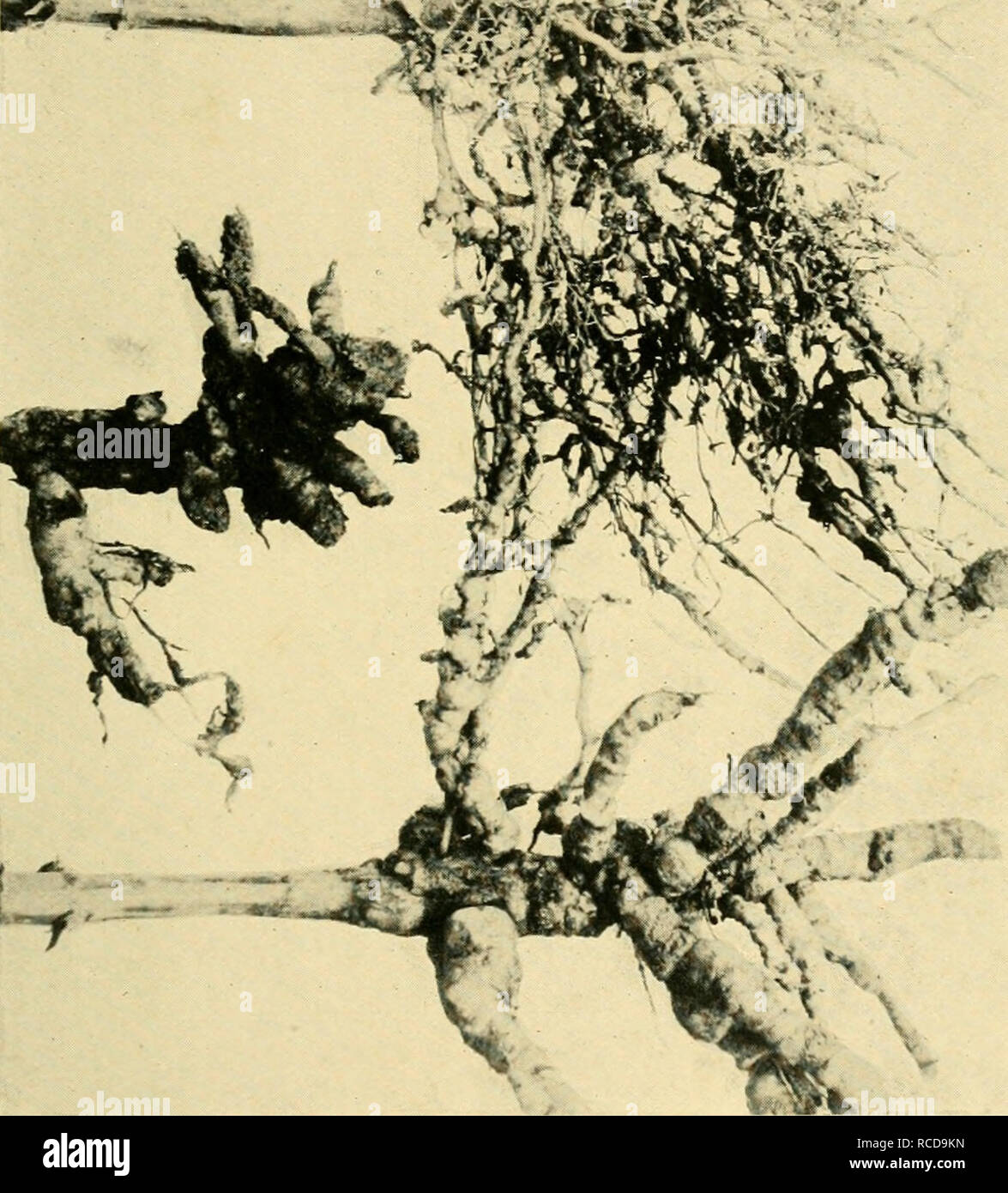 William nowell hi-res stock photography and images - Alamy