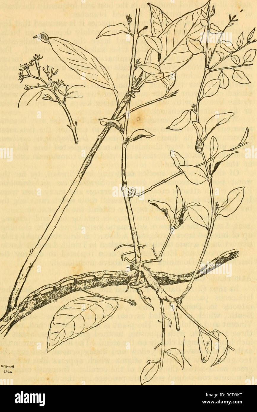 Phanerogamic plants hi-res stock photography and images - Alamy