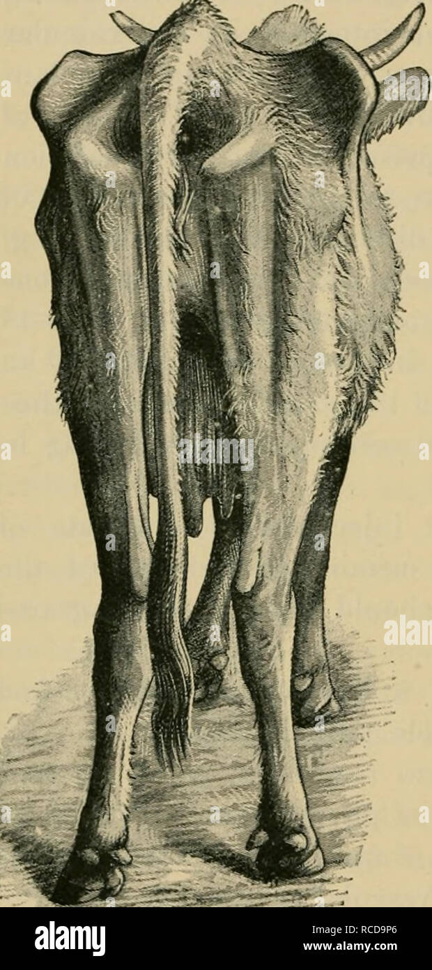 Swine dysentery hi-res stock photography and images - Alamy