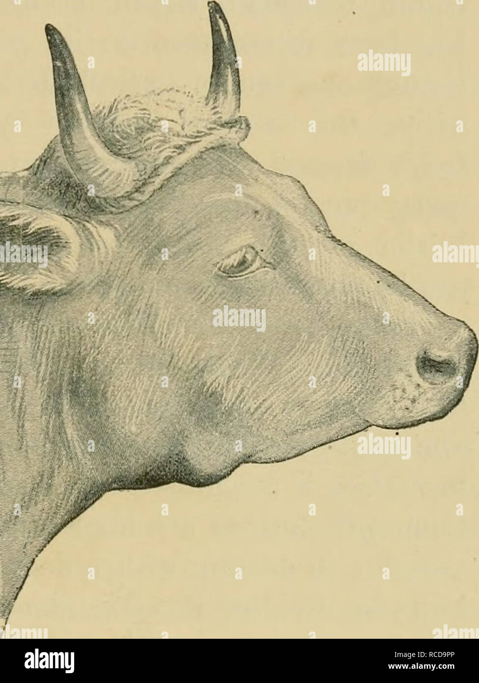 . Diseases of cattle, sheep, goats and swine. Veterinary medicine ...