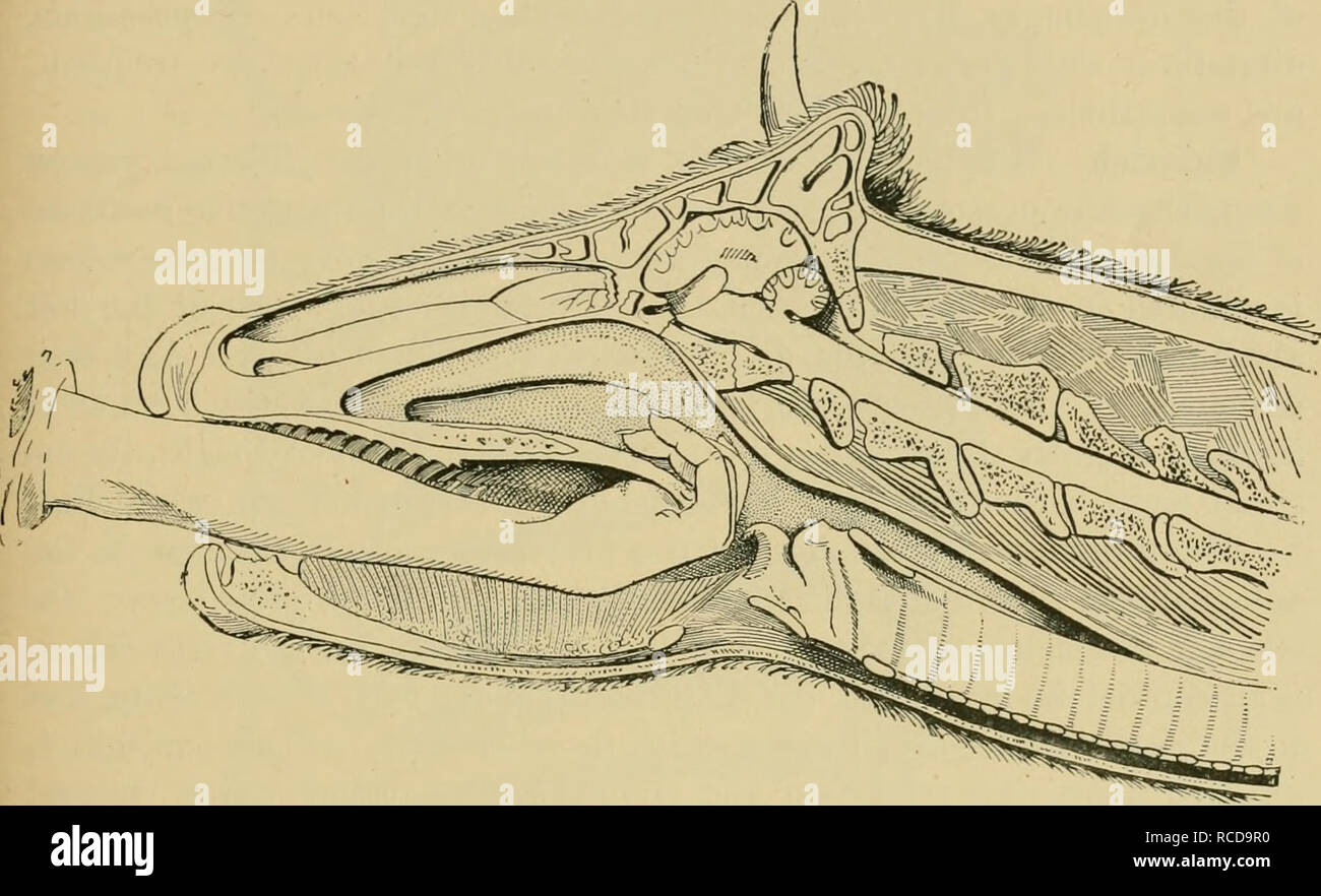 . Diseases of cattle, sheep, goats and swine. Veterinary medicine ...