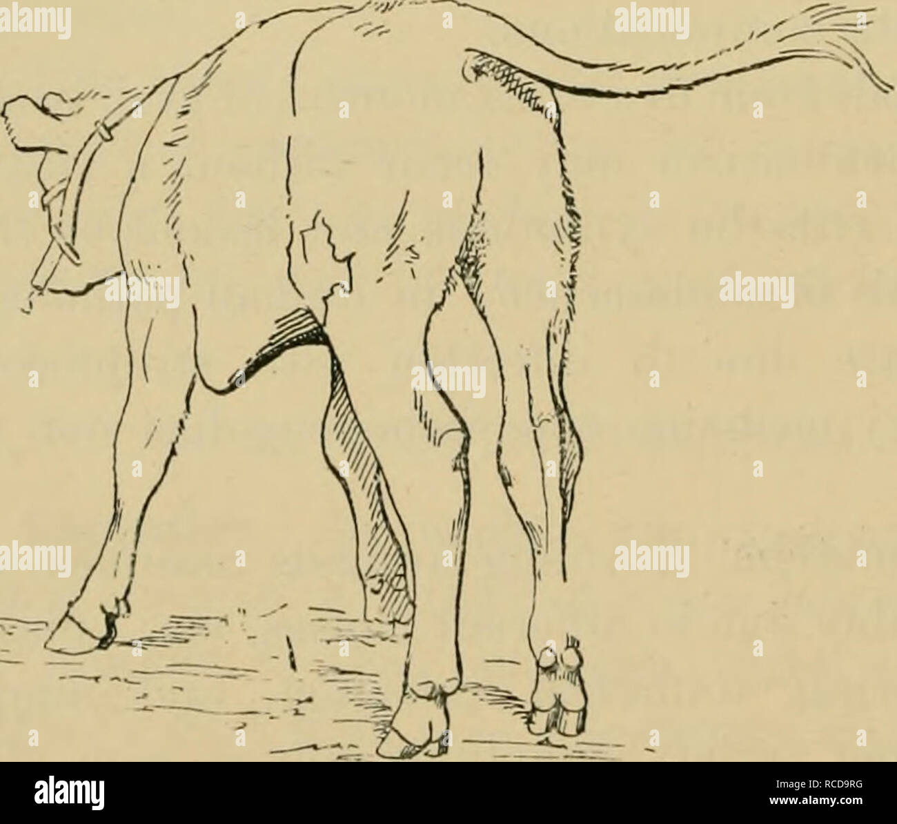 . Diseases of cattle, sheep, goats and swine. Veterinary medicine. Fig ...