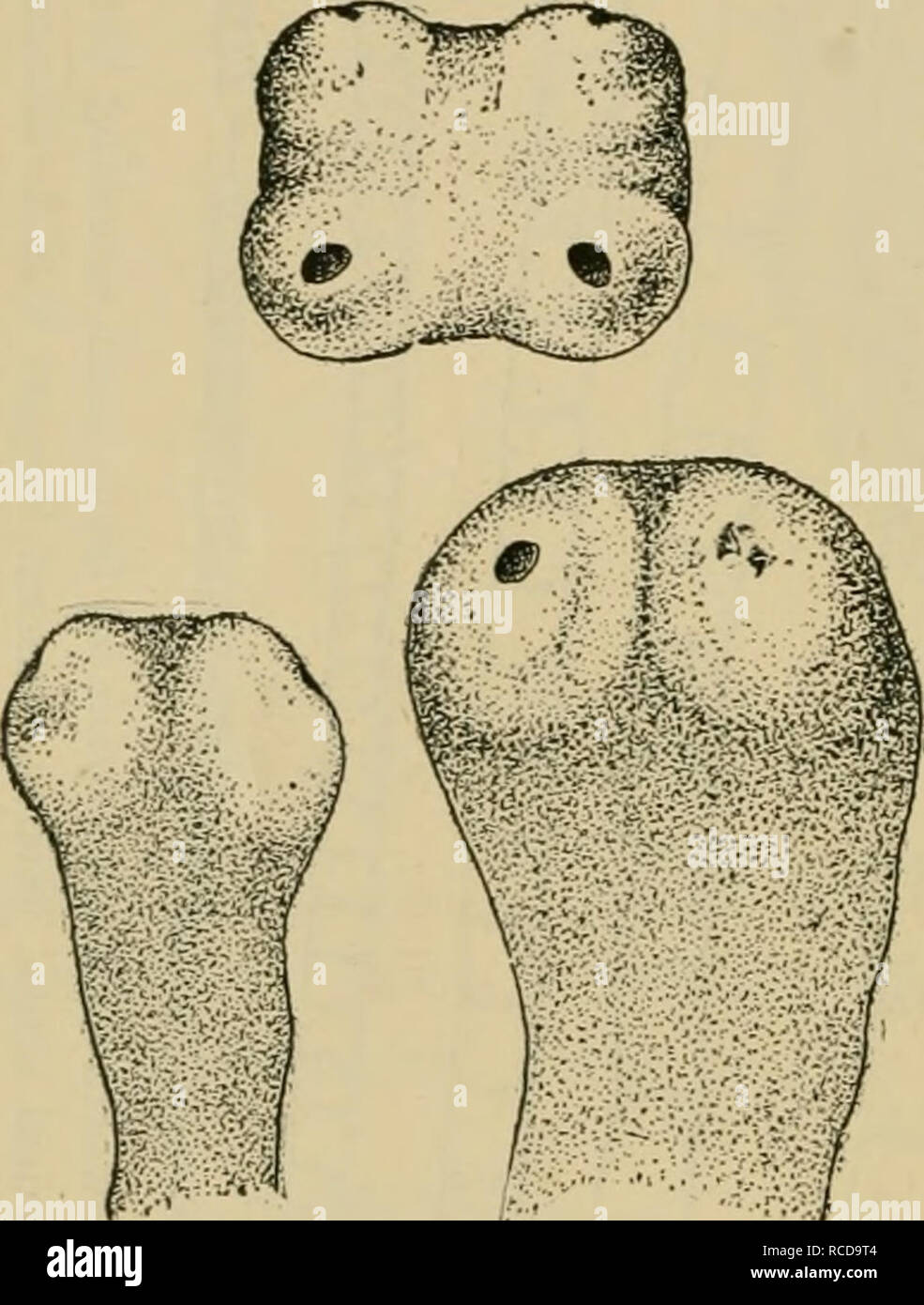 . Diseases of cattle, sheep, goats and swine. Veterinary medicine. 82 ...