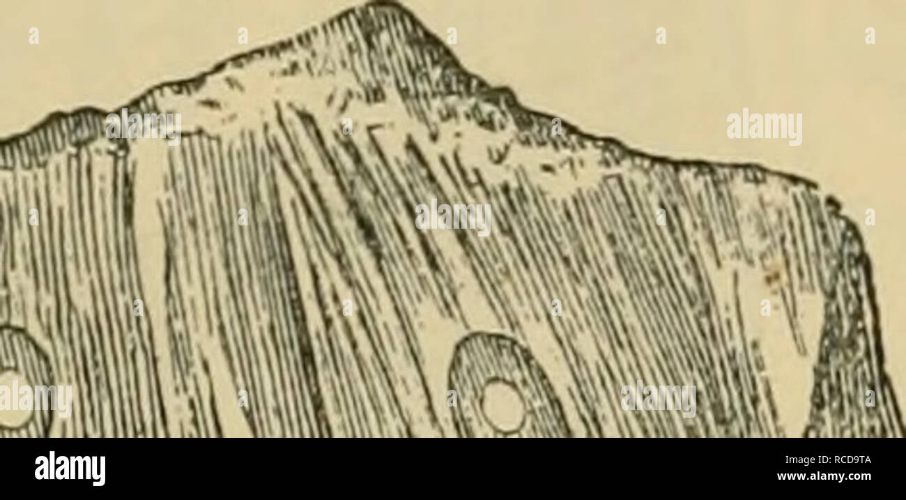 . Diseases of cattle, sheep, goats and swine. Veterinary medicine. BEEF ...