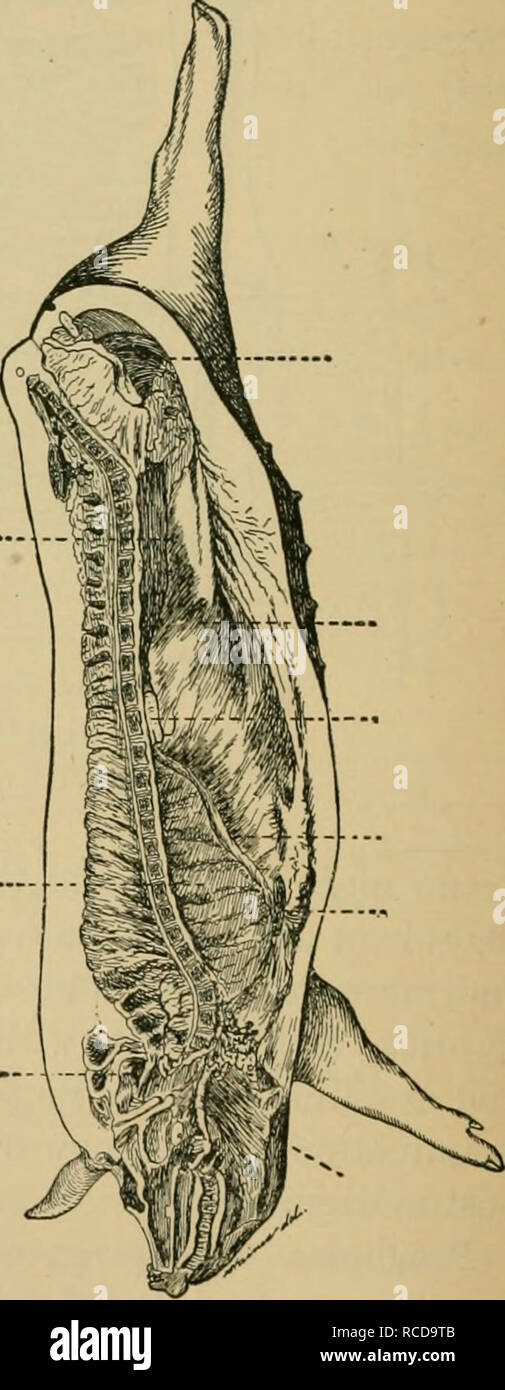 . Diseases of cattle, sheep, goats and swine. Veterinary medicine. but ...