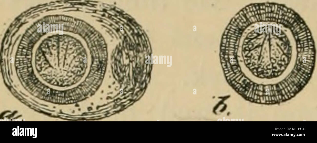 Lesions in meat hi-res stock photography and images - Alamy