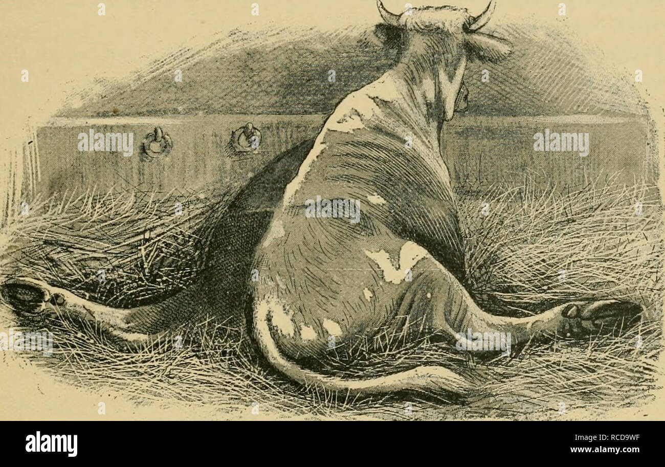 . Diseases of cattle, sheep, goats and swine. Veterinary medicine ...