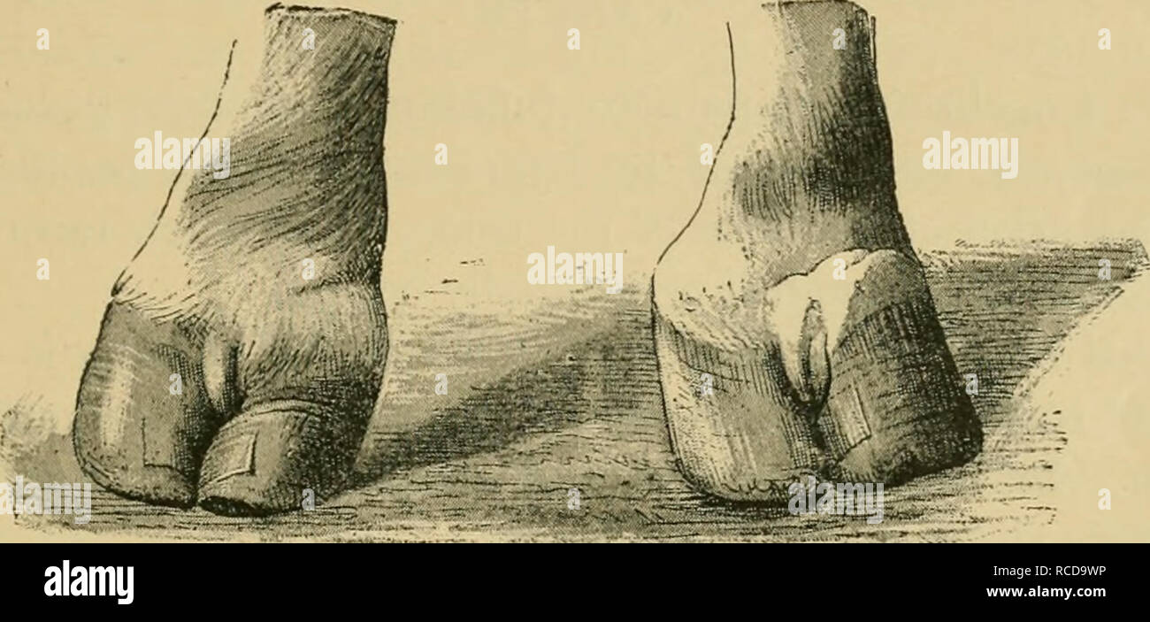 . Diseases of cattle, sheep, goats and swine. Veterinary medicine ...