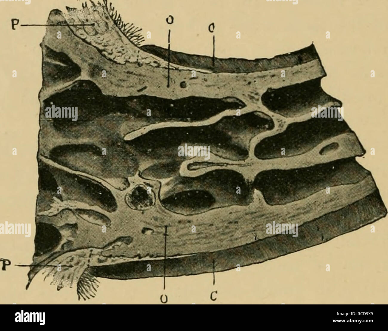 . Diseases of cattle, sheep, goats and swine. Veterinary medicine. 22 ...