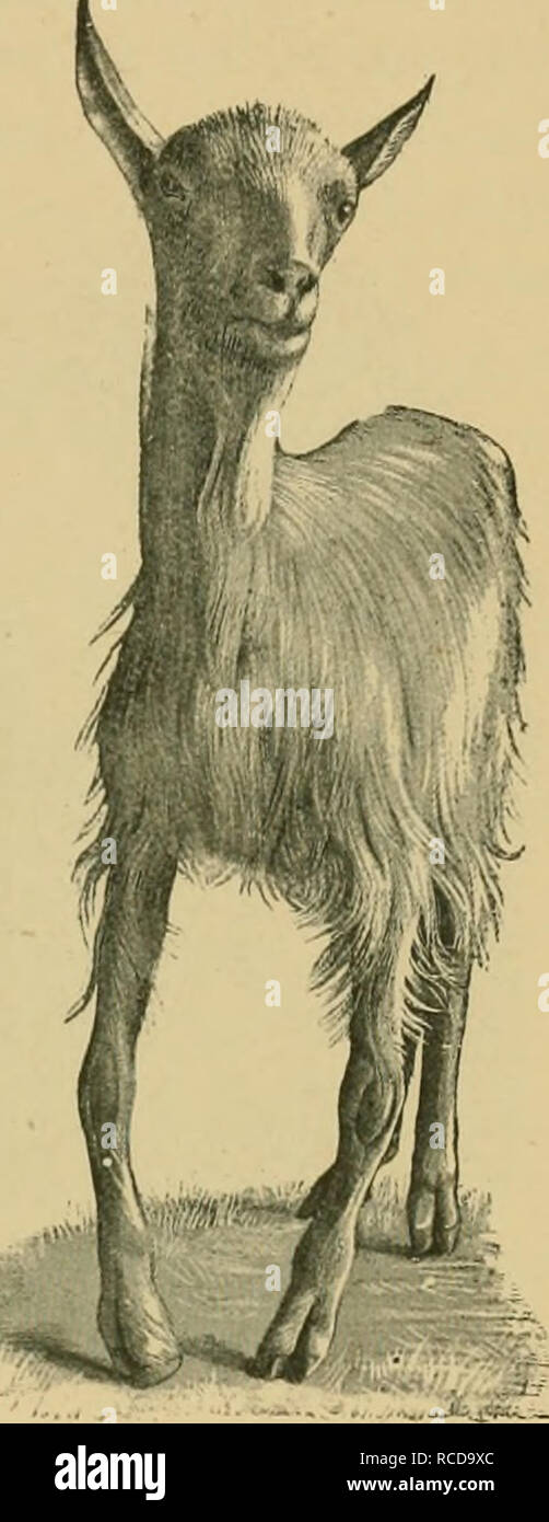 . Diseases of cattle, sheep, goats and swine. Veterinary medicine ...