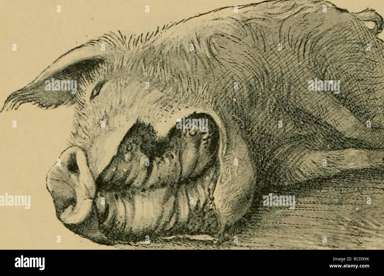 . Diseases of cattle, sheep, goats and swine. Veterinary medicine. 10 ...