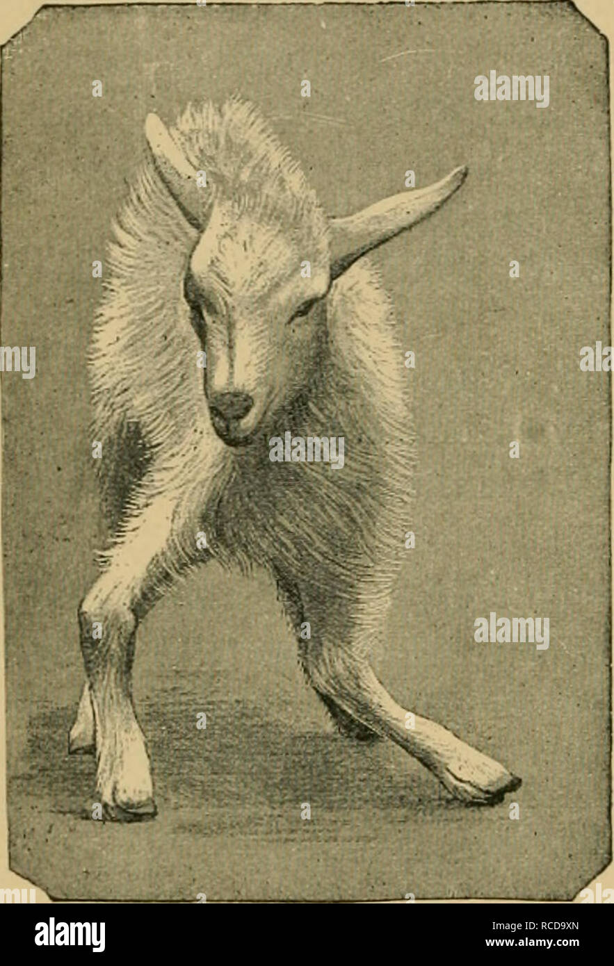 . Diseases of cattle, sheep, goats and swine. Veterinary medicine ...