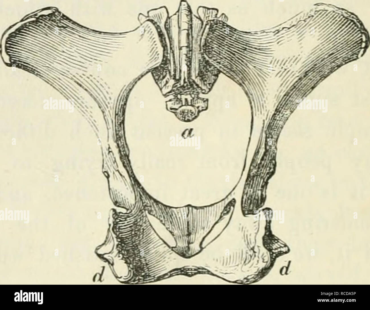 . The diseases and disorders of the ox, with some account of the ...