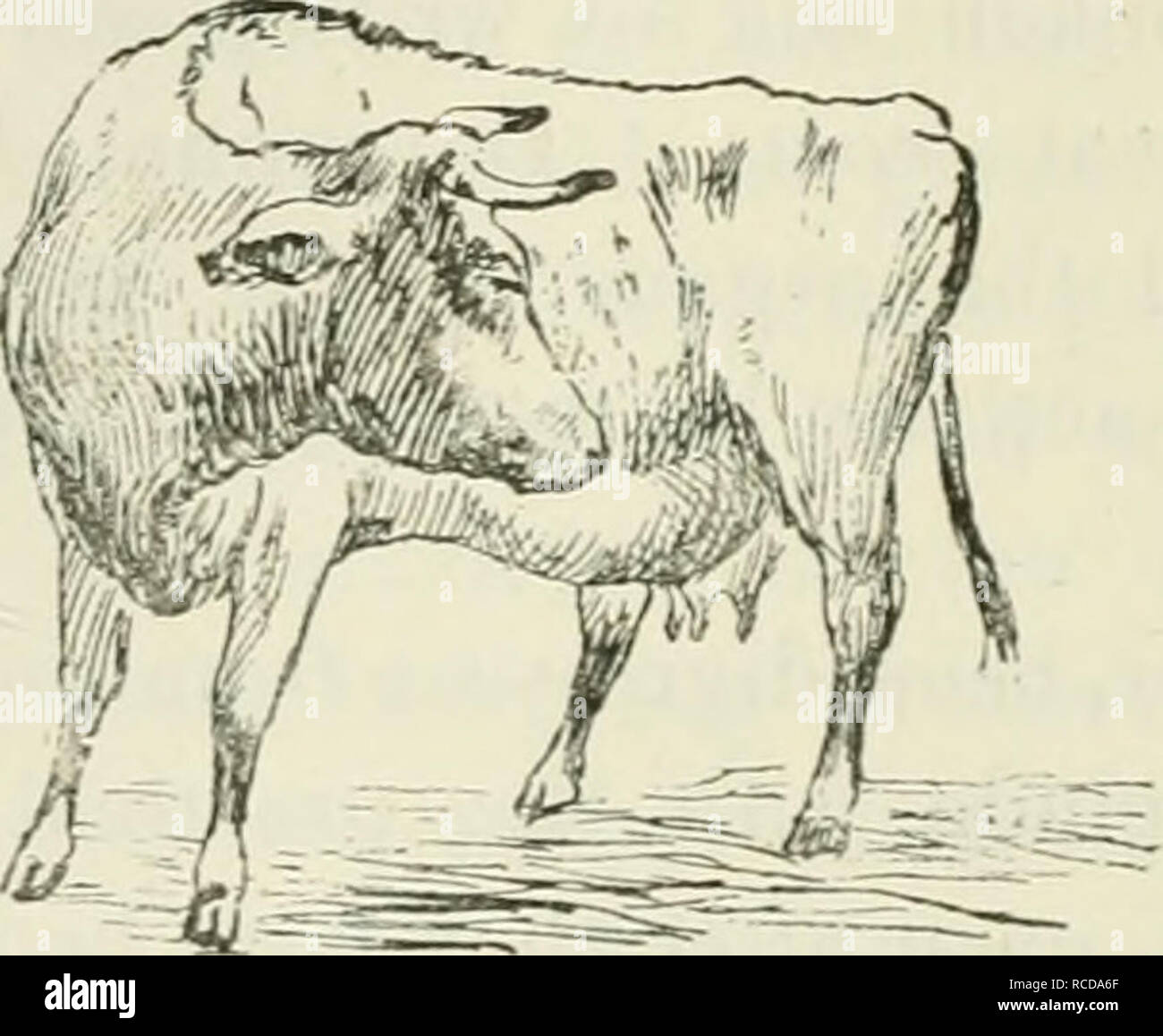 Pig spleen hi-res stock photography and images - Alamy