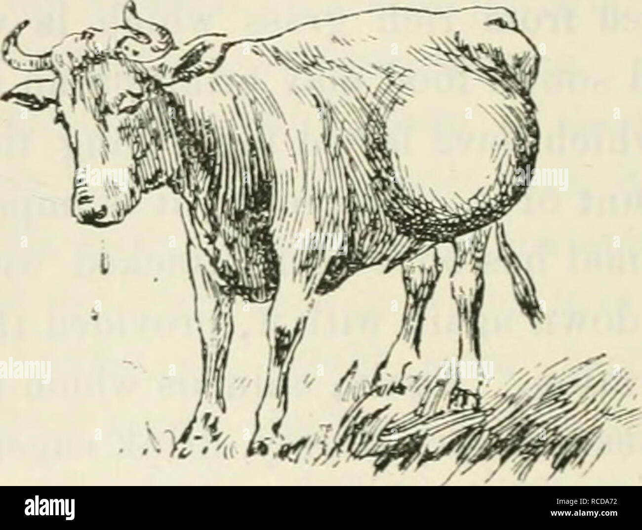 Ox Shown High Resolution Stock Photography and Images - Alamy