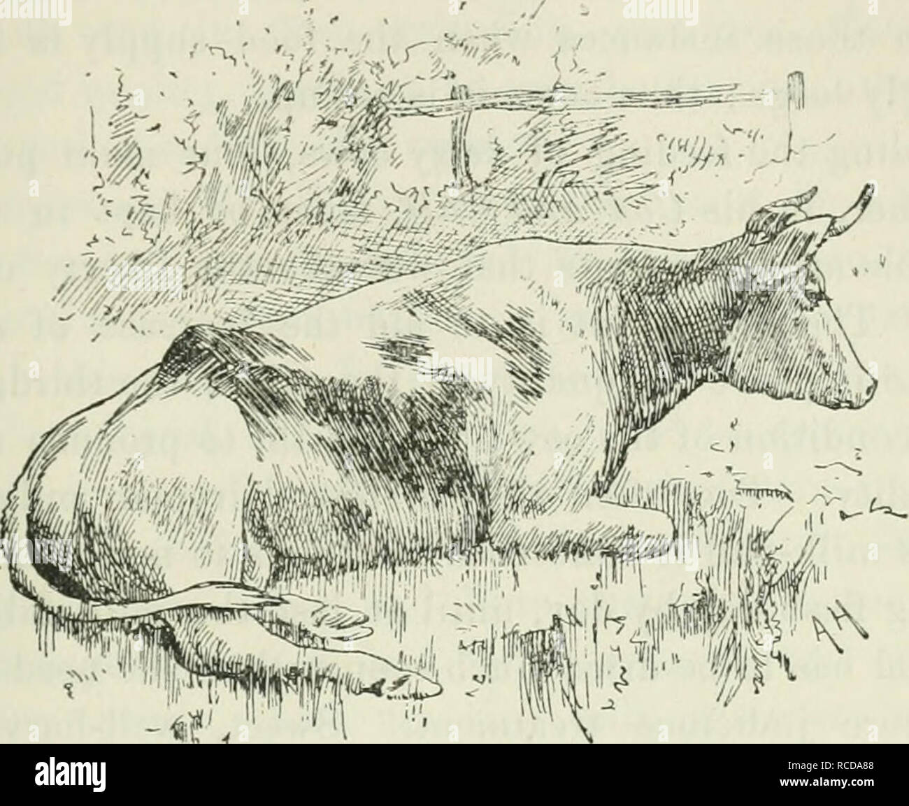 . The diseases and disorders of the ox, with some account of the ...