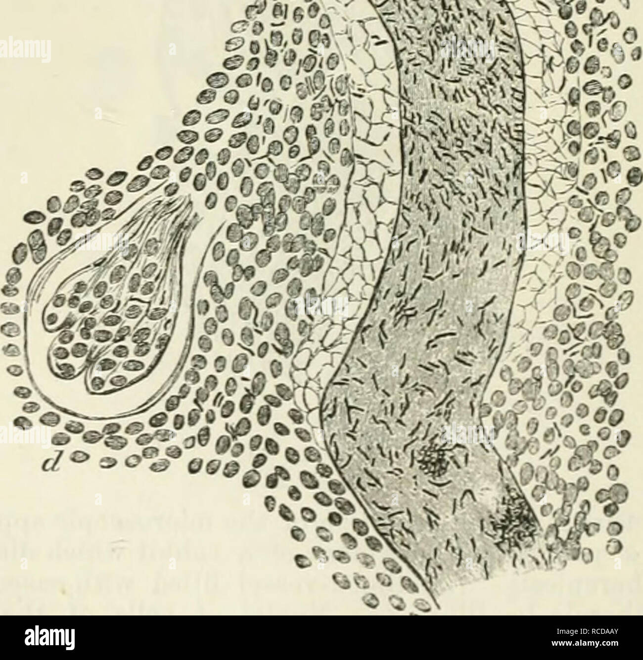 The diseases and disorders of the ox, with some account of the diseases ...