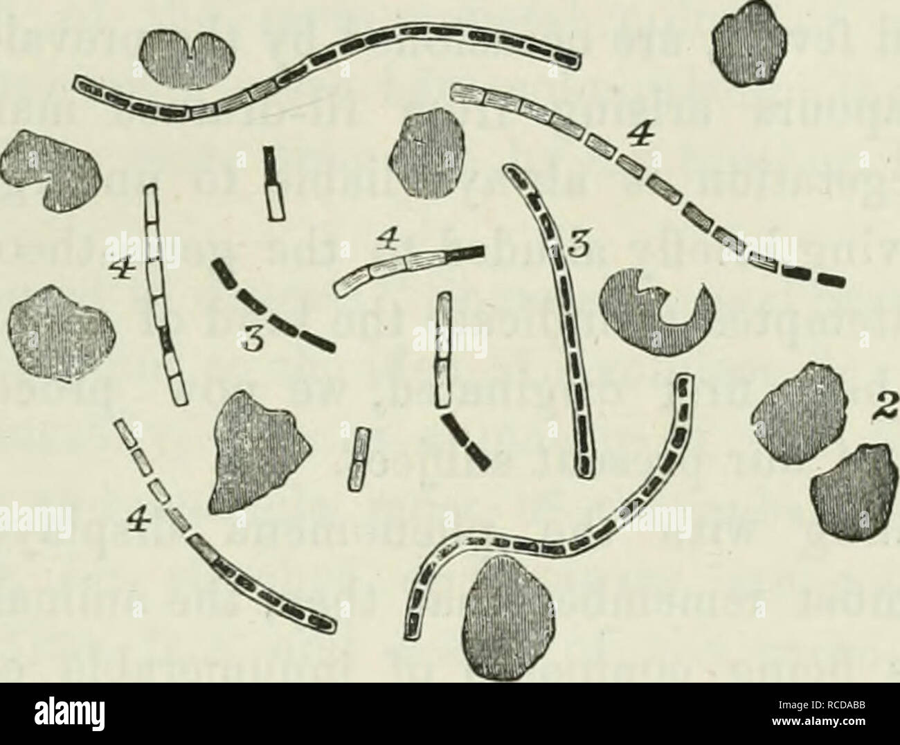 Germ theory of diseases hi-res stock photography and images - Alamy