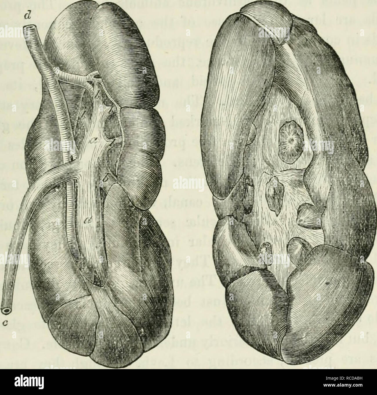 Ox kidney hi-res stock photography and images - Alamy