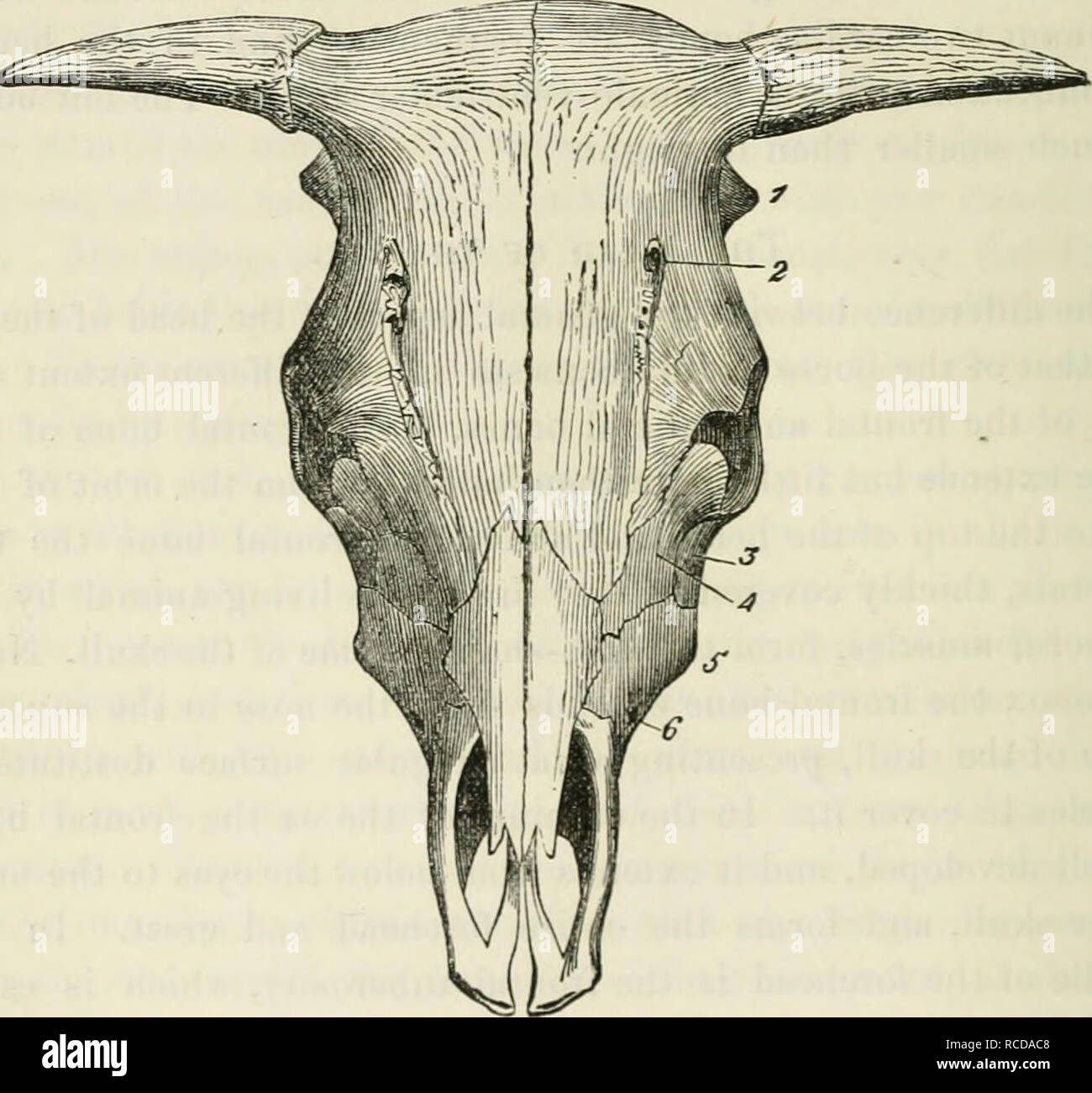 . The diseases and disorders of the ox, with some account of the ...