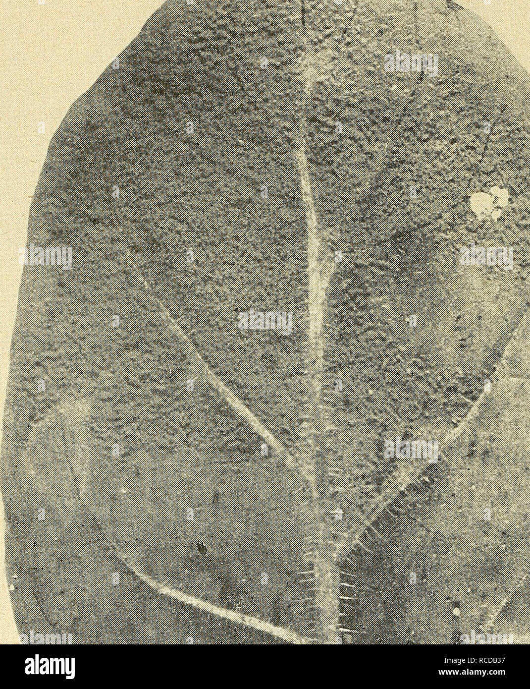 Downy mildew potato hi-res stock photography and images - Alamy