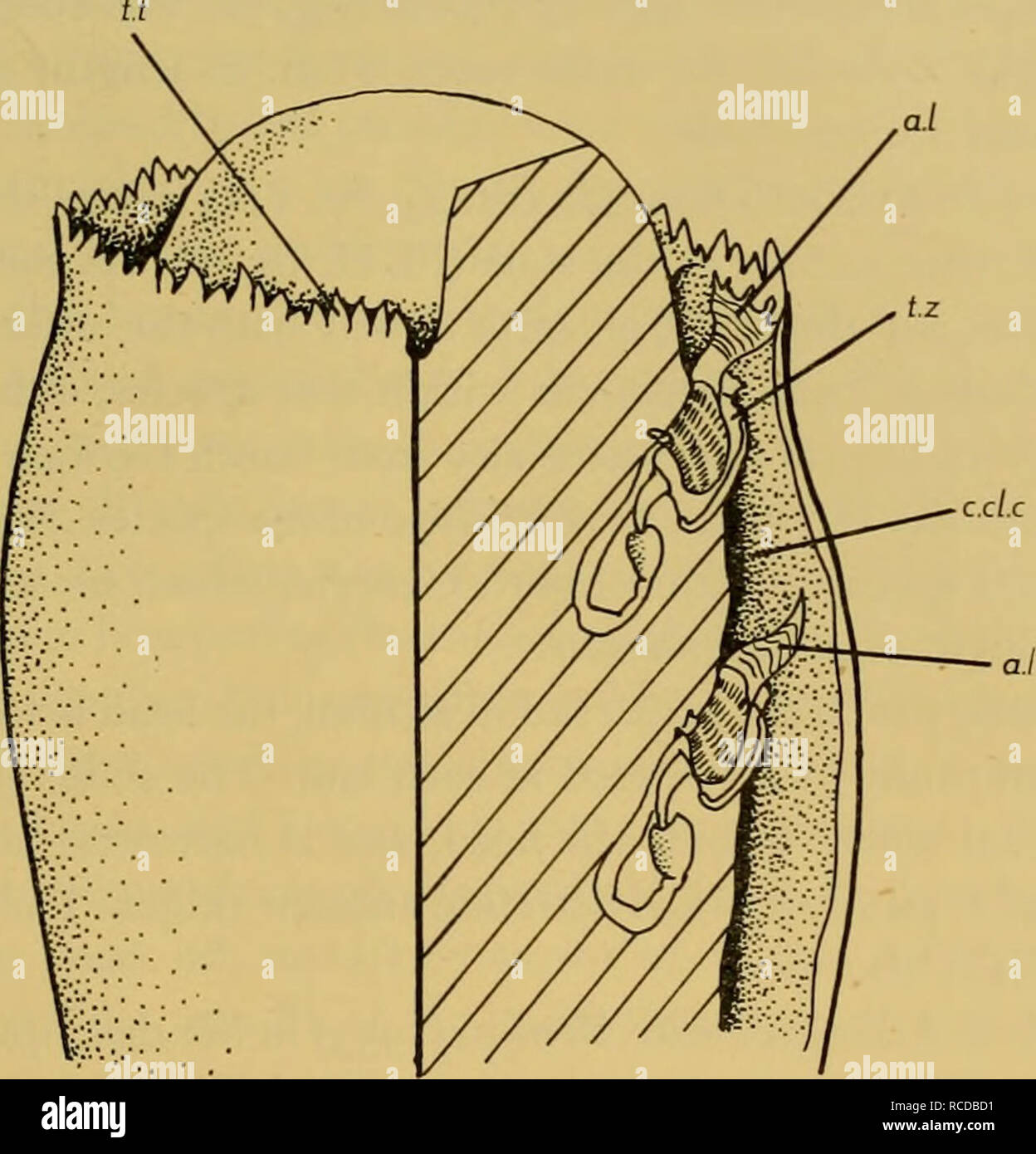 Brood pouches hi-res stock photography and images - Alamy