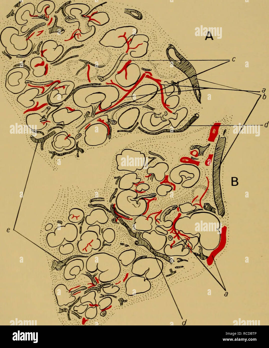 . Discovery reports. Discovery (Ship); Scientific expeditions; Ocean ...
