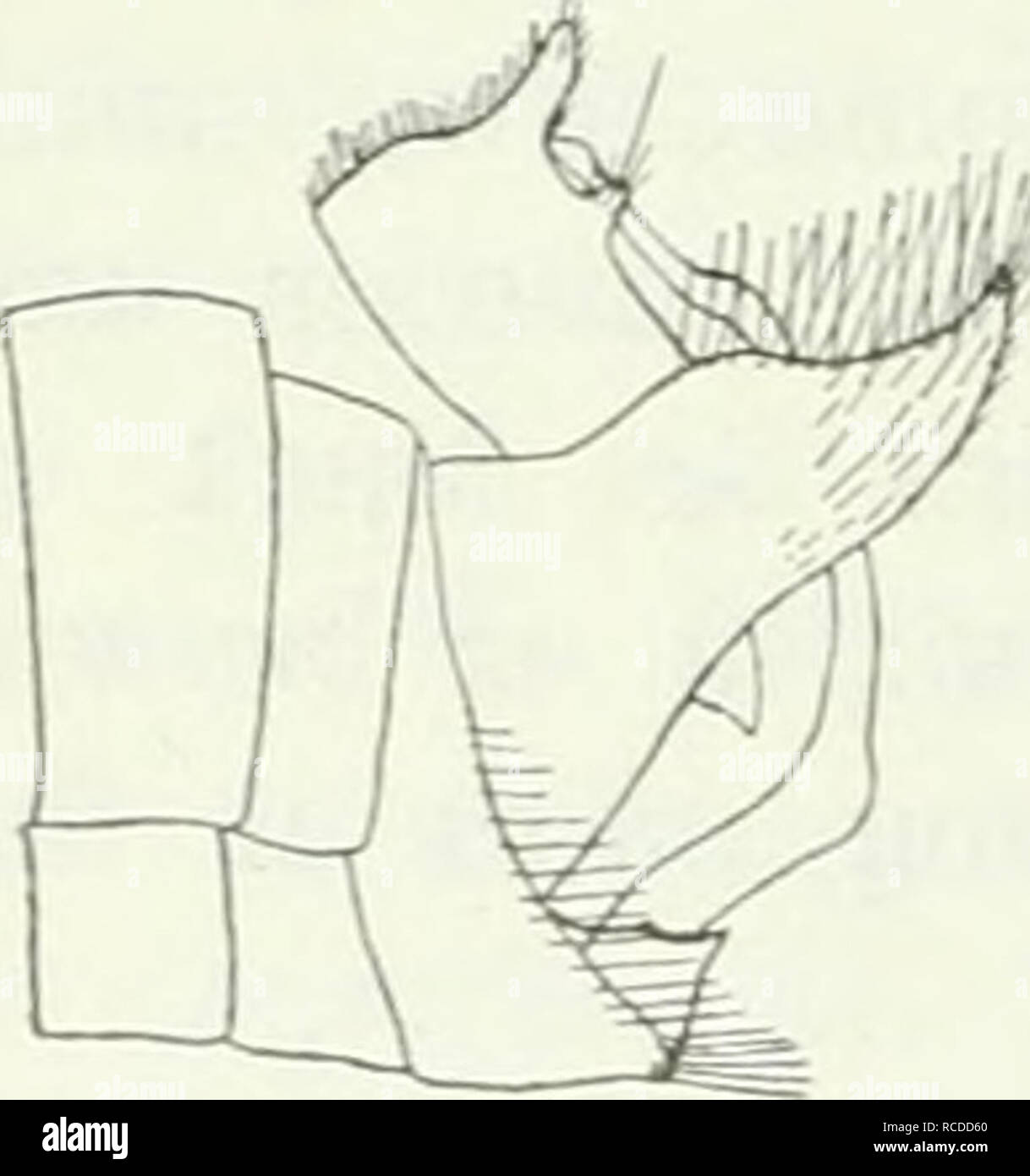 . Diptera Danica: genera and species of flies hitherto found in Denmark ...