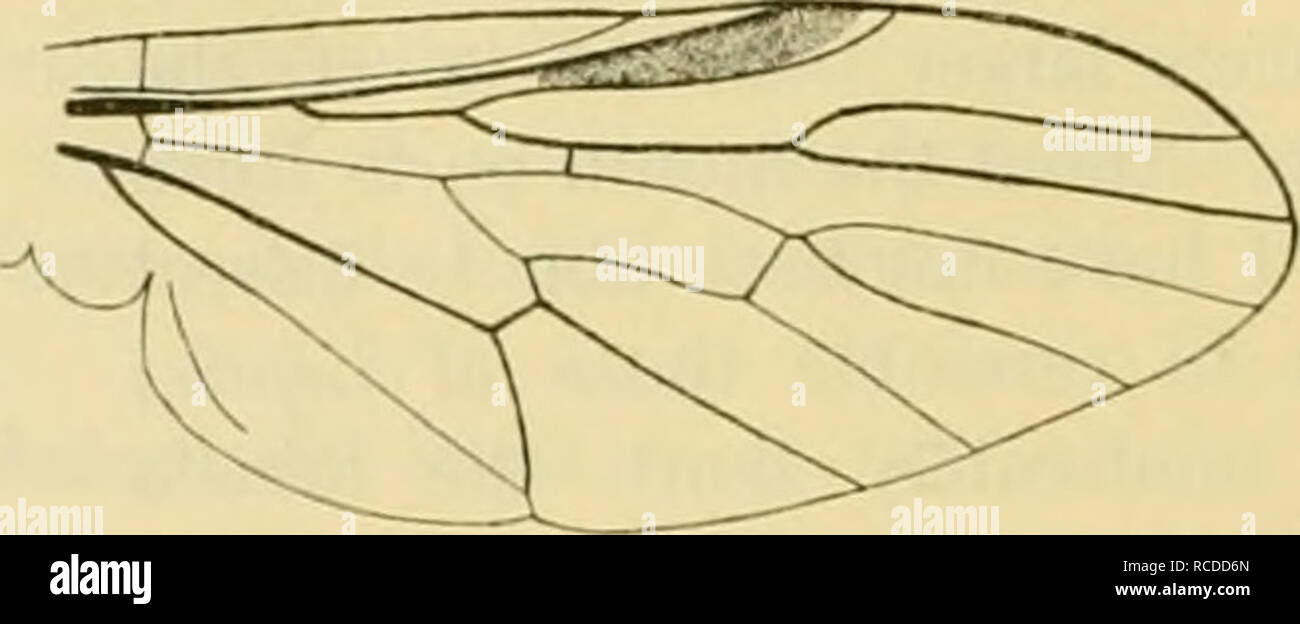 Palaearctic diptera hi-res stock photography and images - Alamy