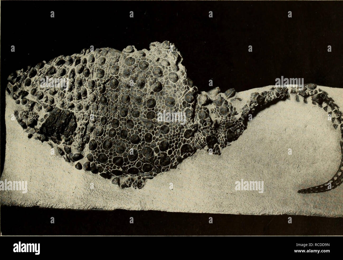 Nodosaur fossil hi-res stock photography and images - Alamy