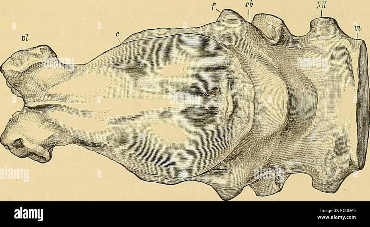 . Dinocerata : a monograph of an extinct order of gigantic mammals ...