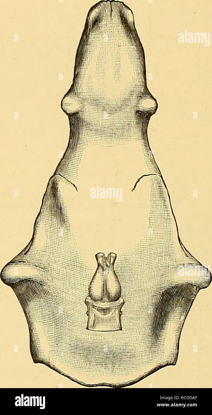 . Dinocerata : a monograph of an extinct order of gigantic mammals ...
