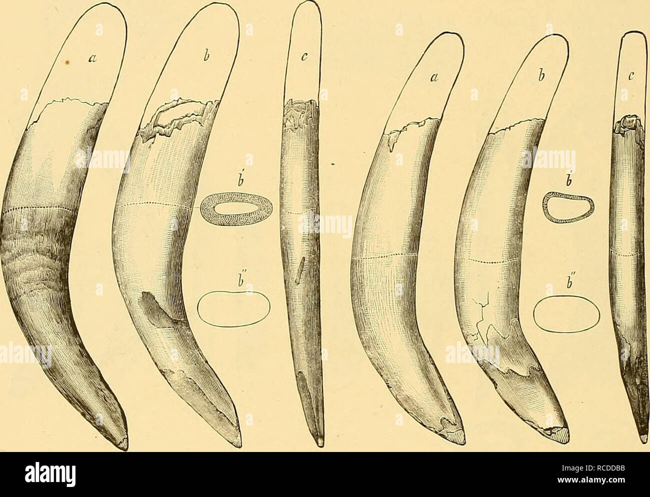 . Dinocerata : a monograph of an extinct order of gigantic mammals ...