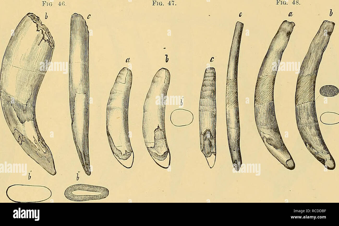 . Dinocerata : a monograph of an extinct order of gigantic mammals ...