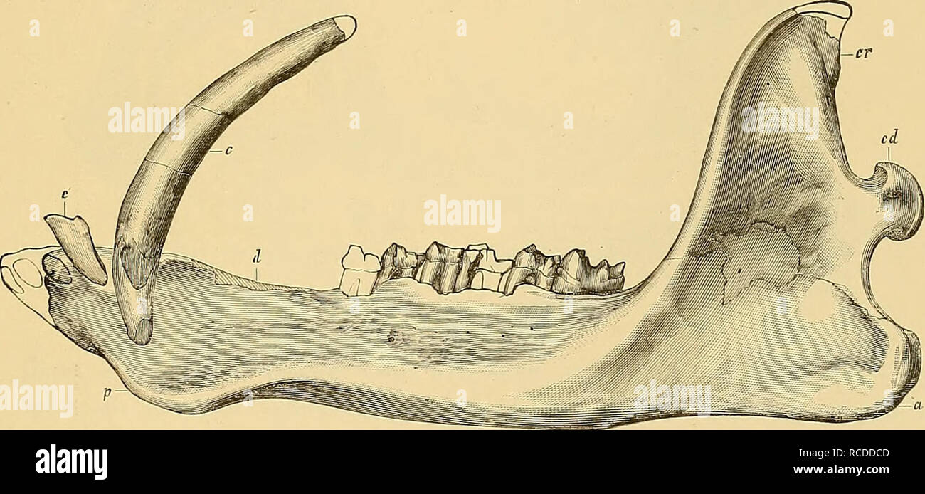 . Dinocerata : a monograph of an extinct order of gigantic mammals ...