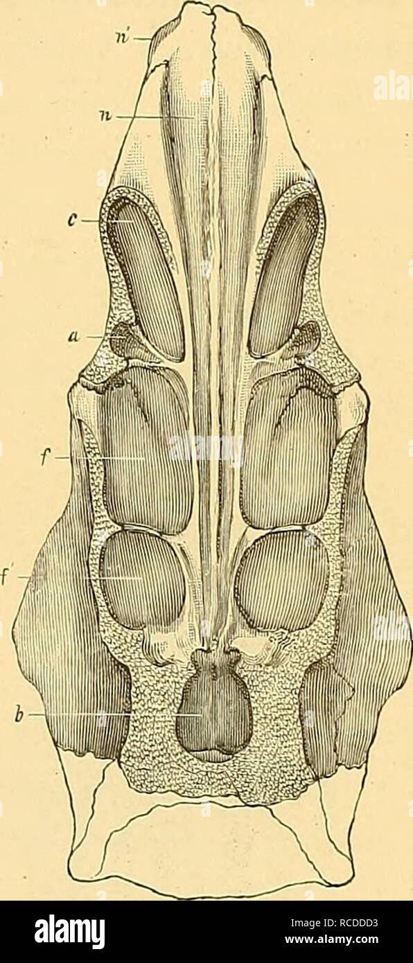 . Dinocerata : a monograph of an extinct order of gigantic mammals ...