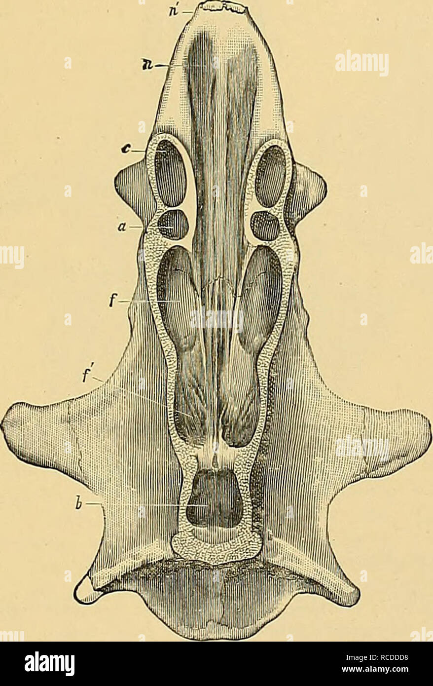 . Dinocerata : a monograph of an extinct order of gigantic mammals ...