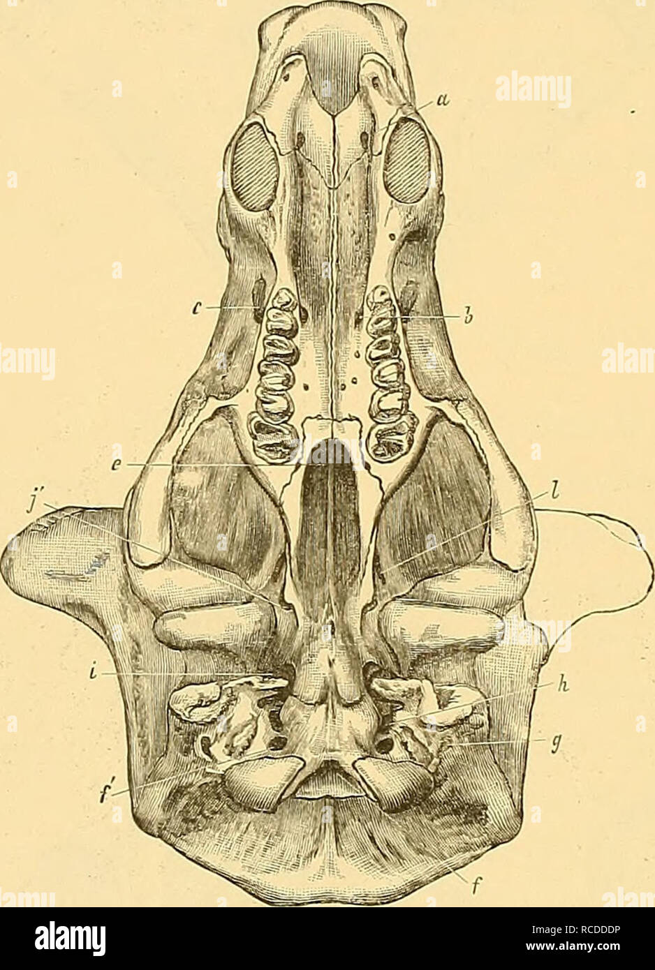 . Dinocerata : a monograph of an extinct order of gigantic mammals ...