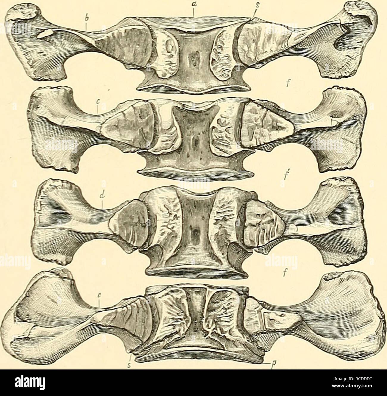 Morosaurus hi-res stock photography and images - Alamy