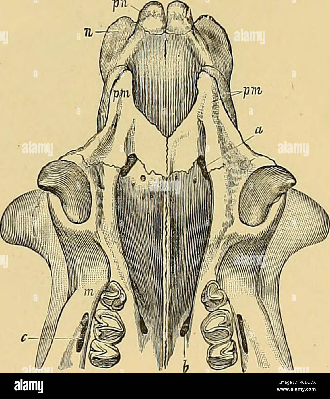 . Dinocerata : a monograph of an extinct order of gigantic mammals ...