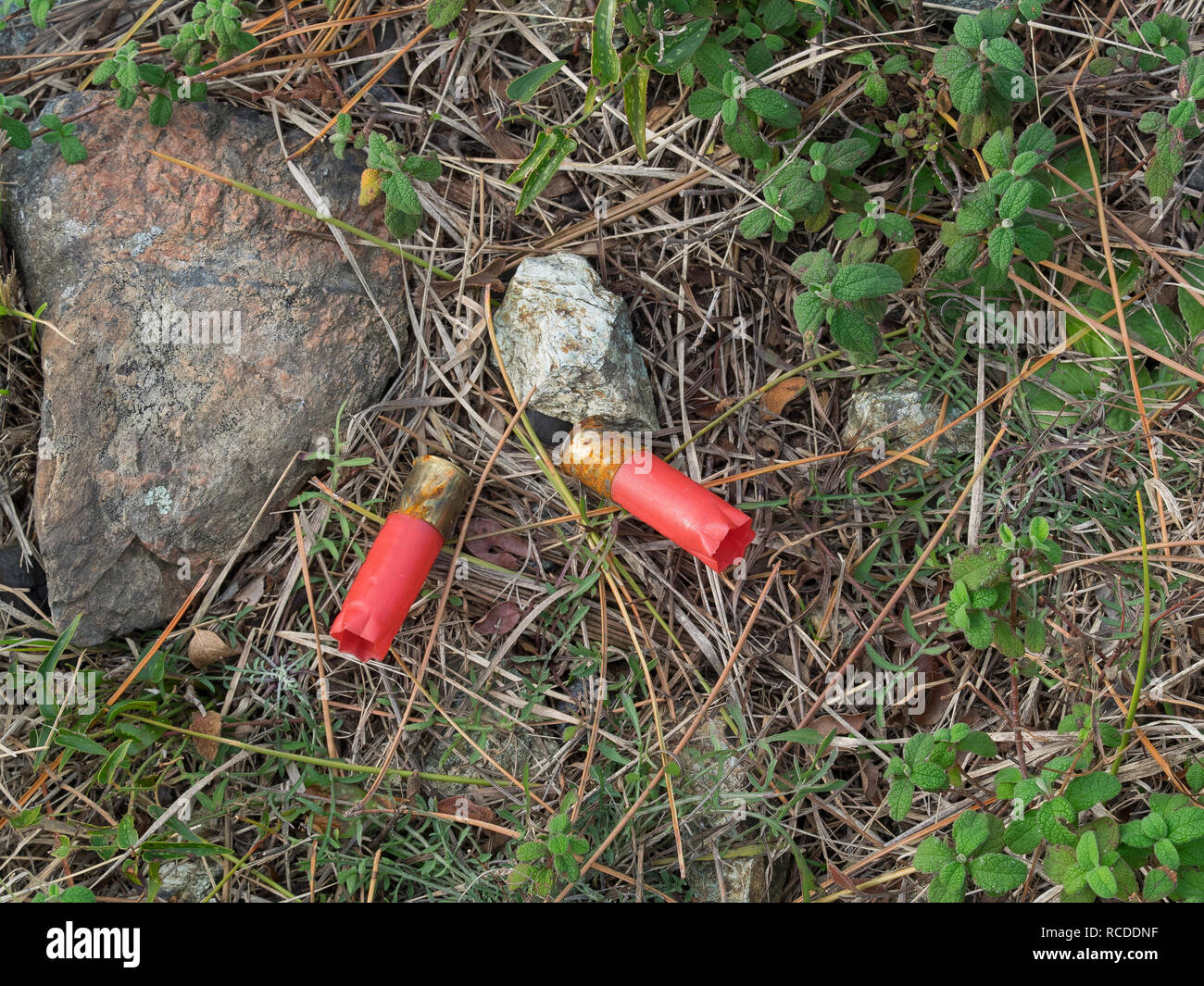 Two Bullets of red Hunting cartridges (ammunitions ) left on the groud ...