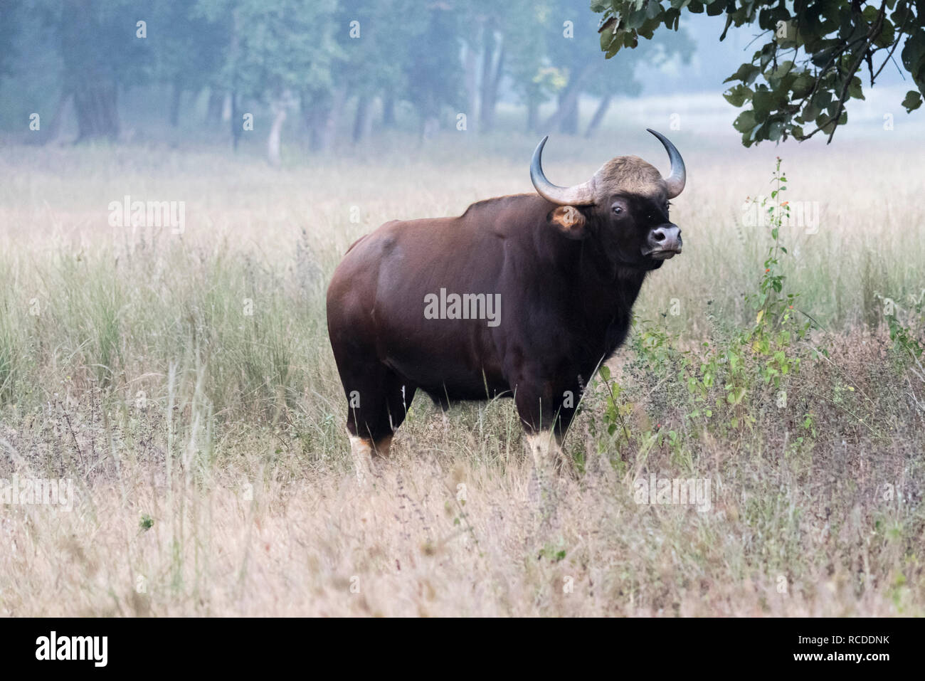 A gaur ( indian bison ) in bandhavgarth national reserve , India Stock ...